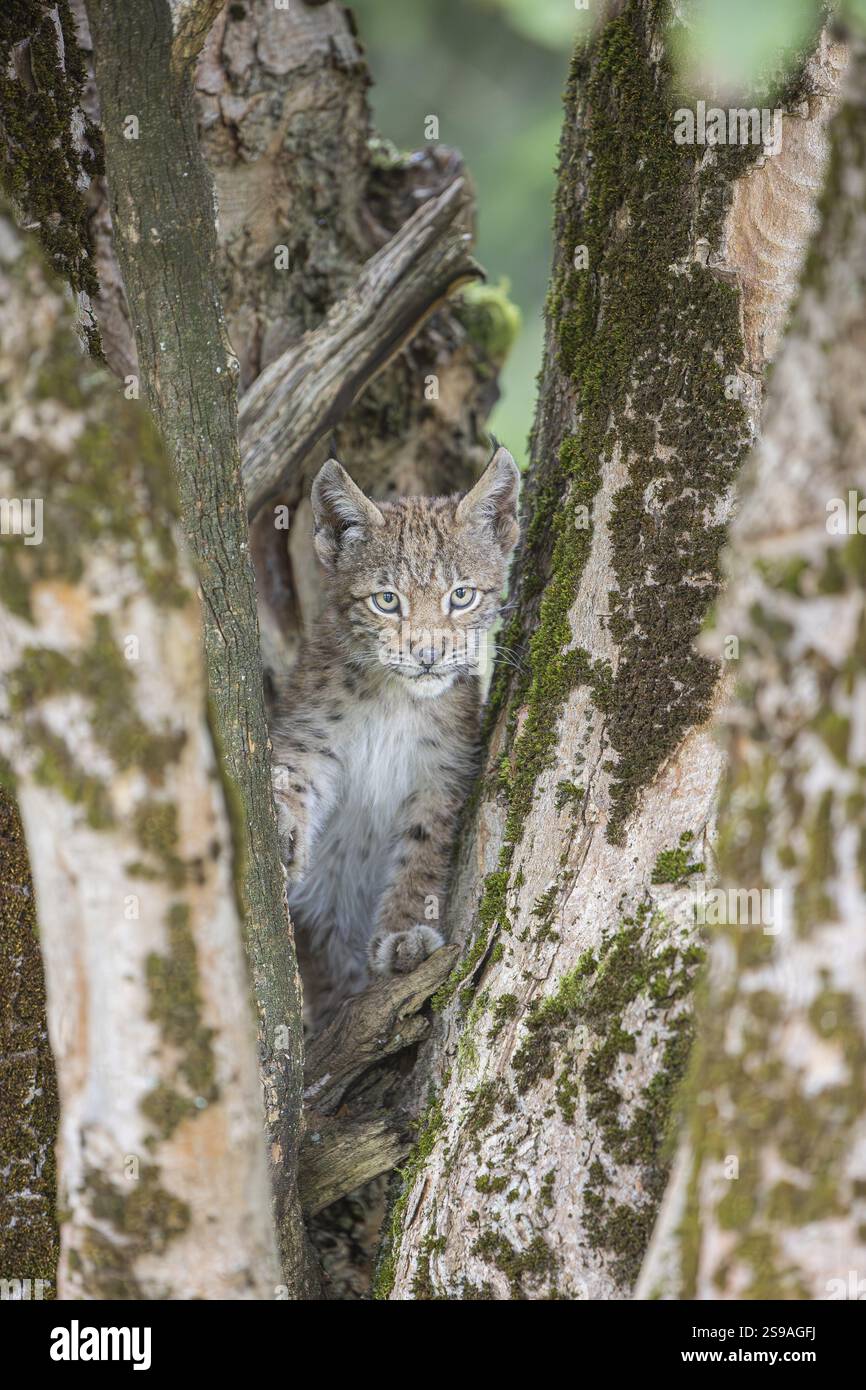 One young (10 weeks old) male Eurasian lynx, (Lynx lynx), climbing in a ...