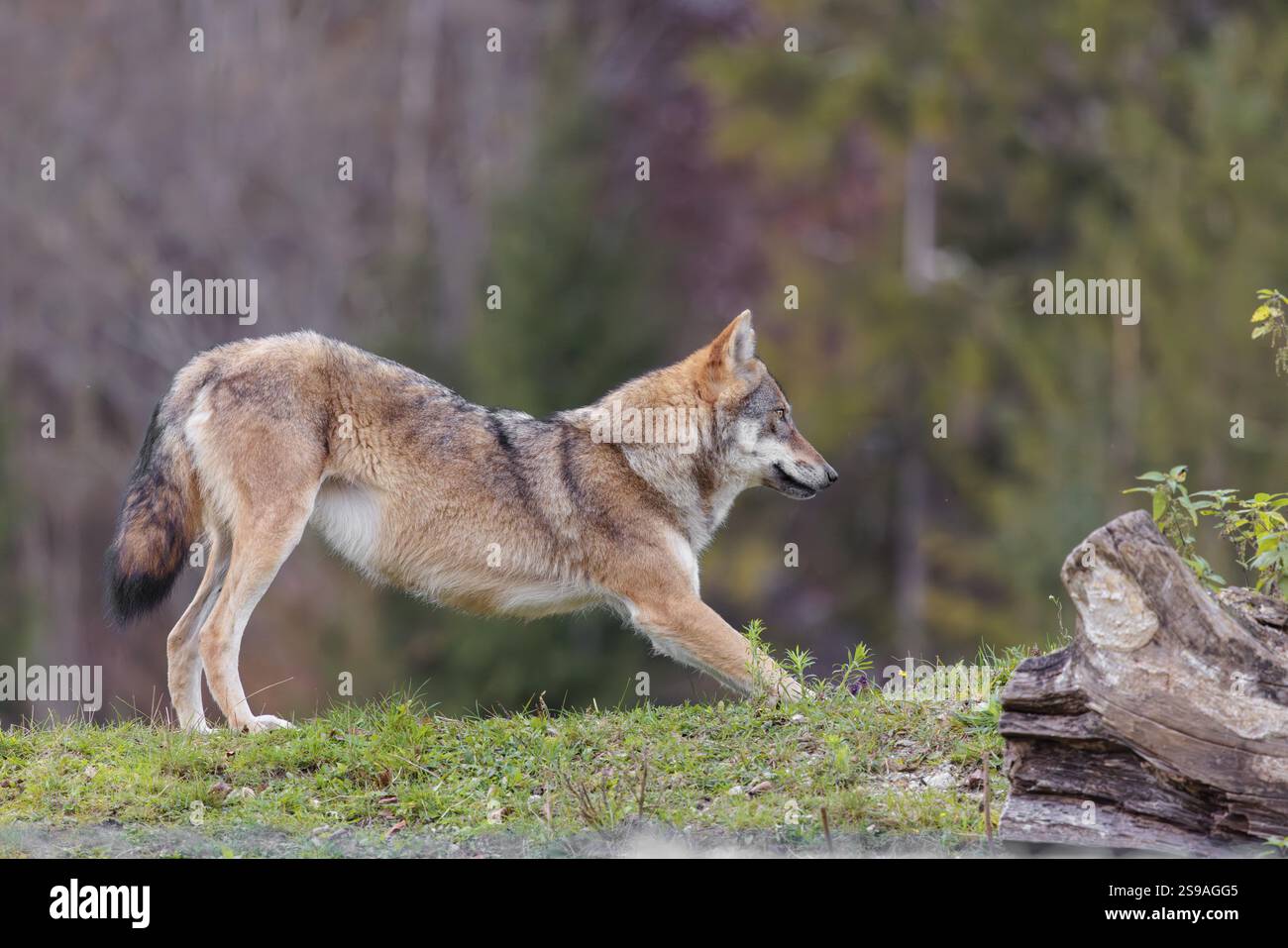 A female eurasian gray wolf (Canis lupus lupus) stretches out on a ...