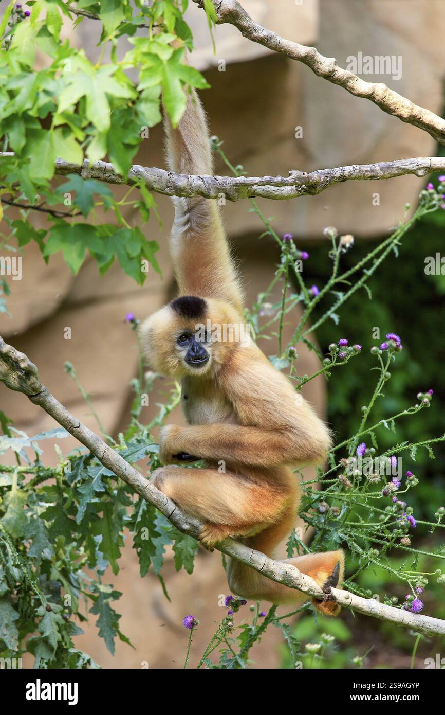White-cheeked gibbon poses with a cute face Stock Photo - Alamy