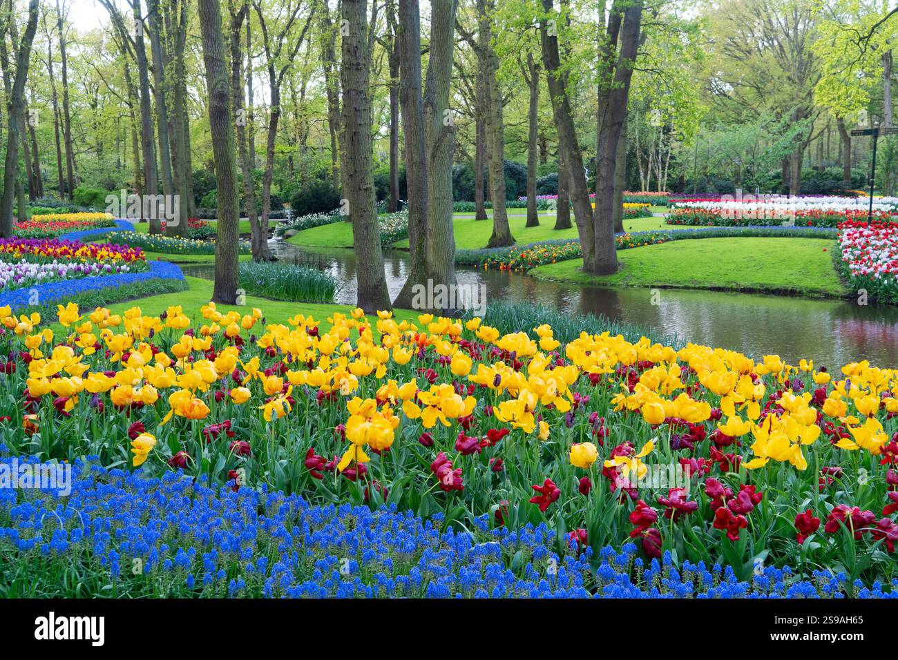 Colorful growing blue and yellow tulips flowerbed in spring formal ...
