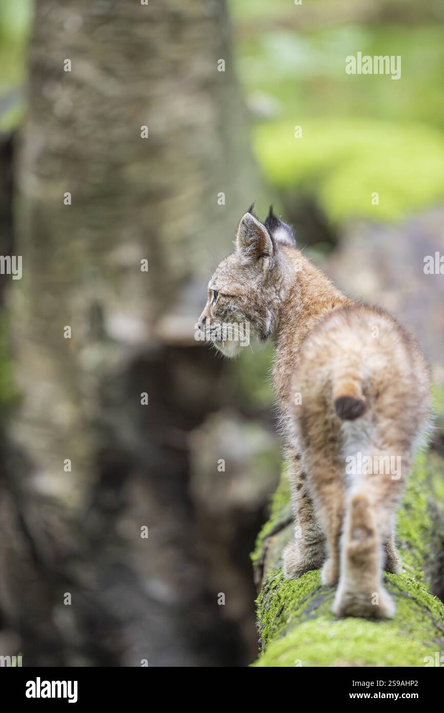 One young (10 weeks old) male Eurasian lynx, (Lynx lynx), crossing a ...