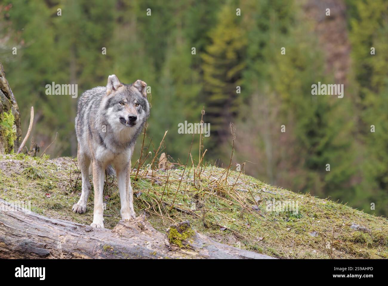 An adult male grey wolf (Canis lupus lupus) stands in a meadow on the ...
