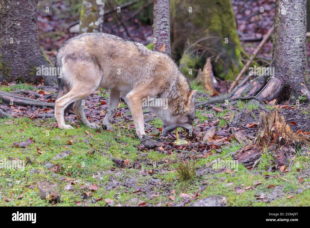 An adult female grey wolf (Canis lupus lupus) stands at the edge of the forest on an overcast ...