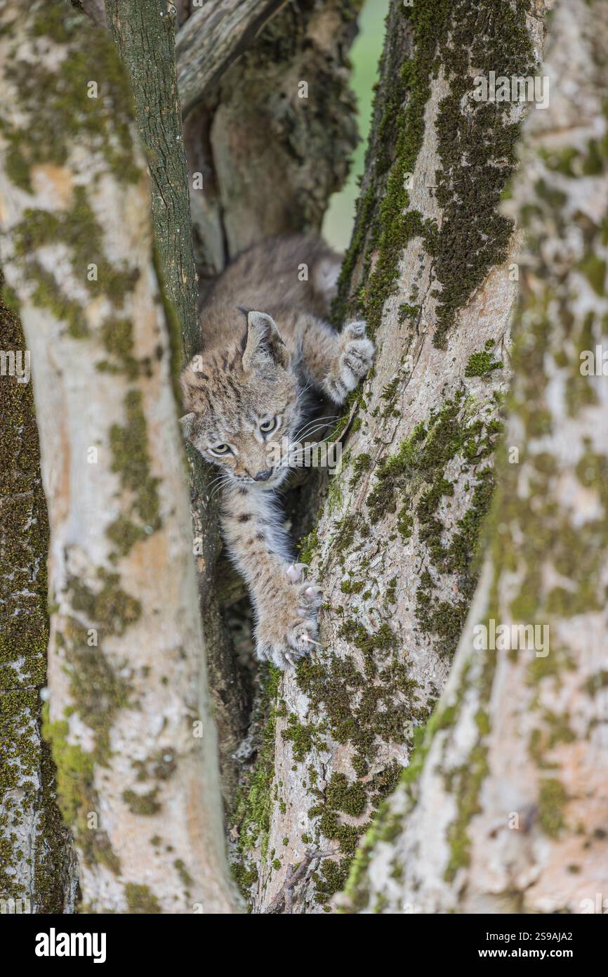 One young (10 weeks old) male Eurasian lynx, (Lynx lynx), climbing in a ...