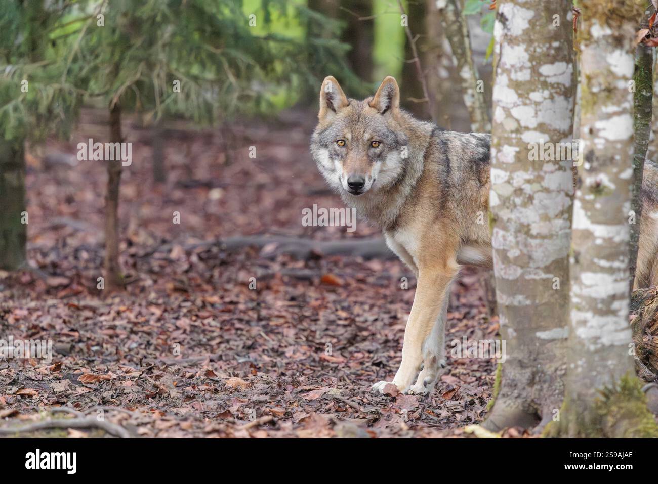 An adult female grey wolf (Canis lupus lupus) stands in the forest on a cloudy day Stock Photo ...