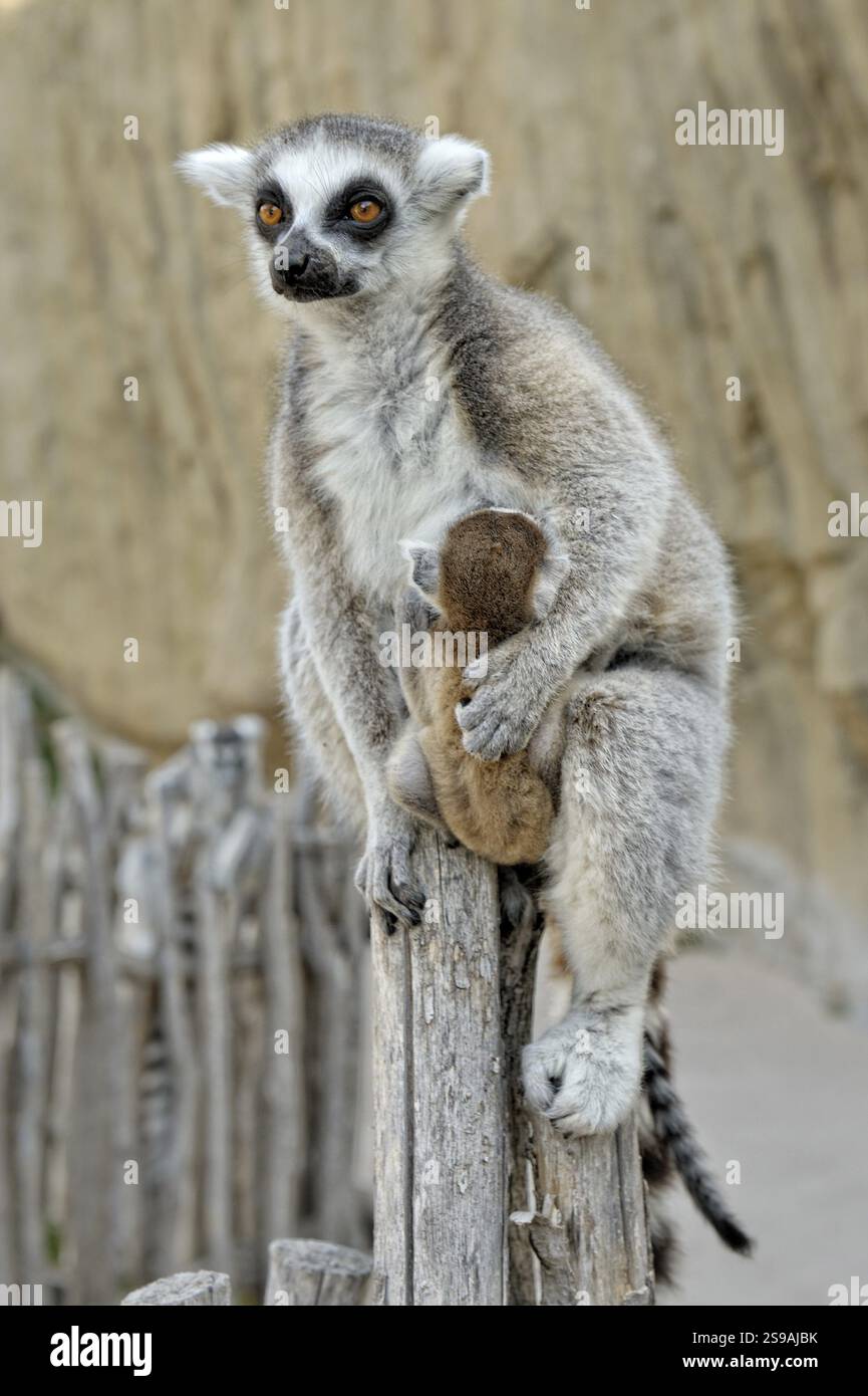 Madagascar's ring-tailed lemur with the little baby on its back ...