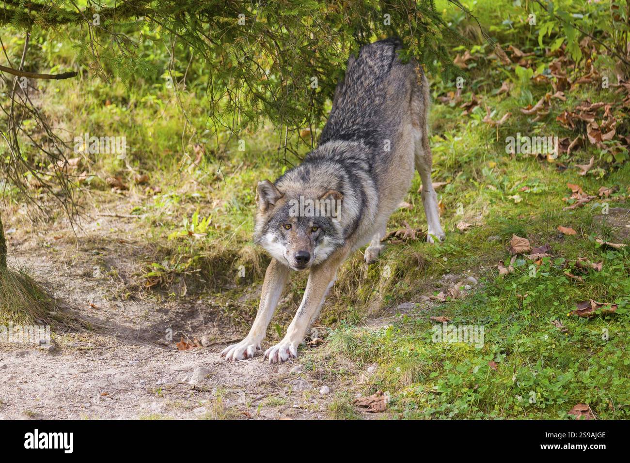 A Eurasian gray wolf (Canis lupus lupus) stretches out under a spruce ...