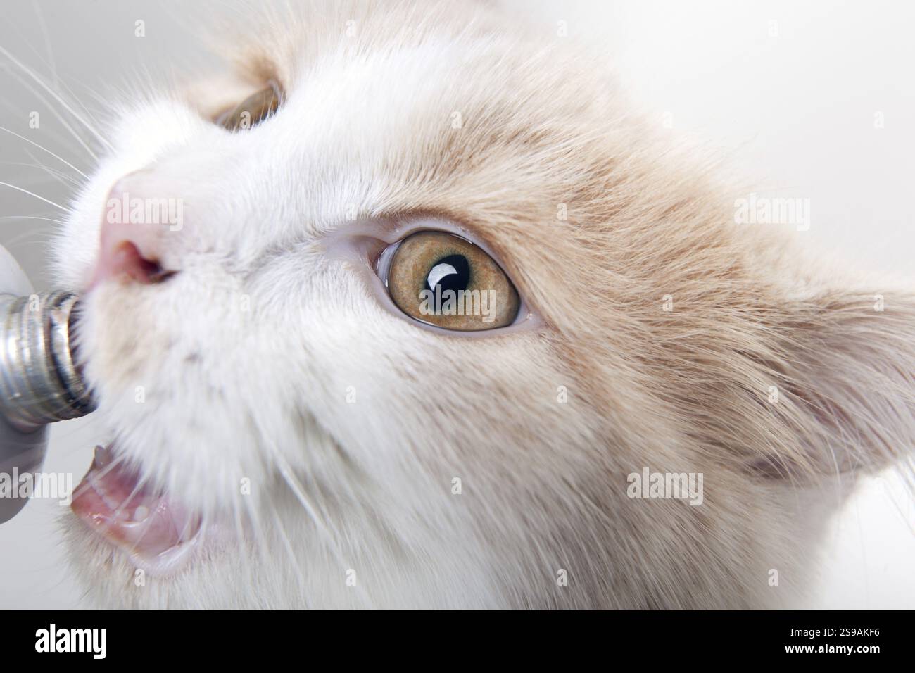 Portrait white ragdoll cat hi-res stock photography and images - Alamy