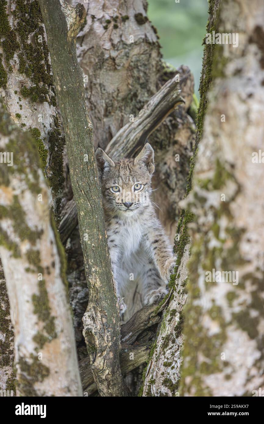 One young (10 weeks old) male Eurasian lynx, (Lynx lynx), climbing in a ...