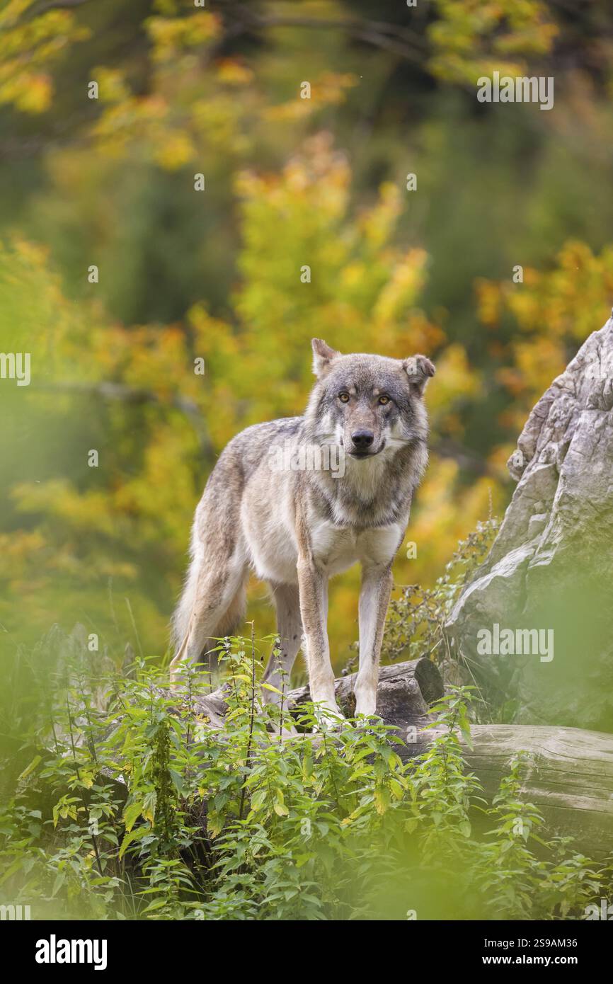 A Eurasian gray wolf (Canis lupus lupus) stands, framed by leaves, on a ...