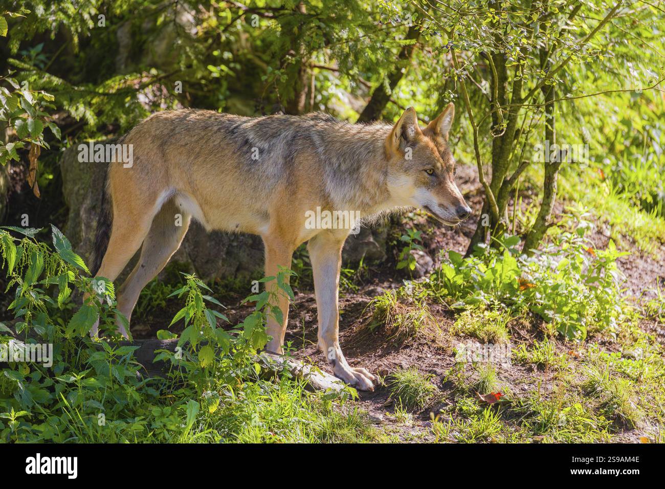 A female gray wolf (Canis lupus lupus) stands at the edge of a forest ...