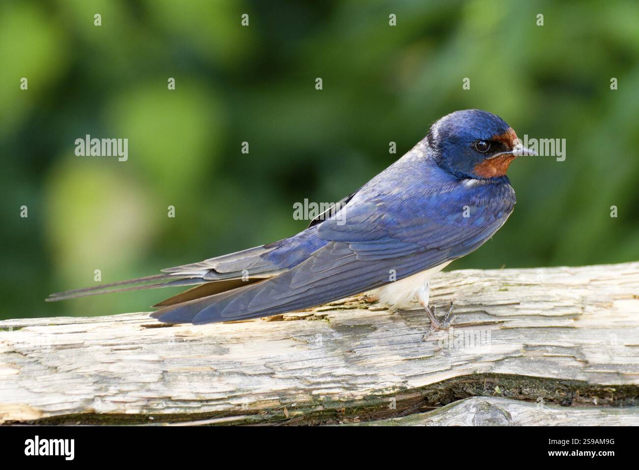 Barn Swallow Hirundo rustica, order Passeriformes, suborder Passeres ...