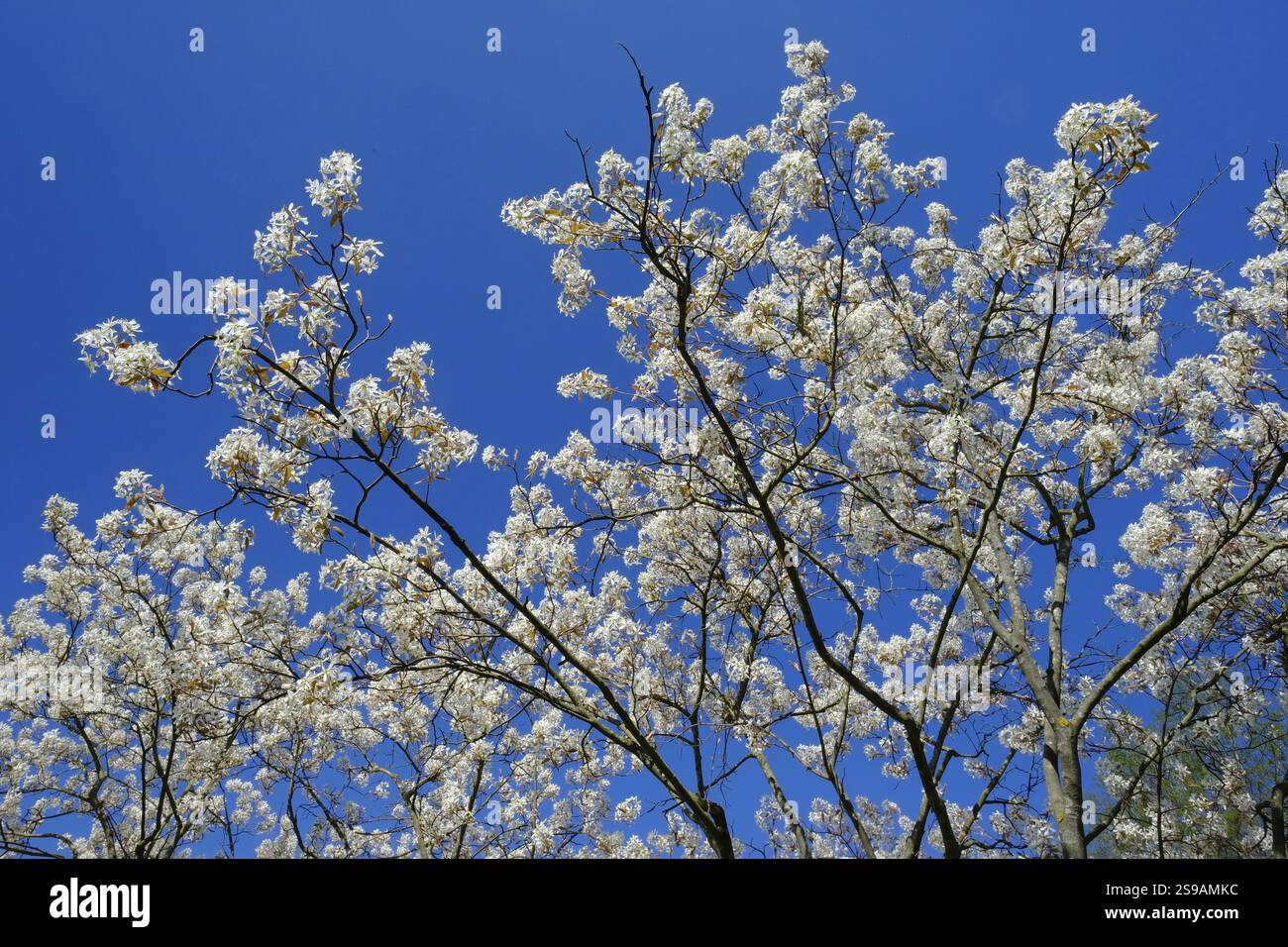 Copper rock pear, Amelanchier lamarckii, family Rosaceae, subfamily ...
