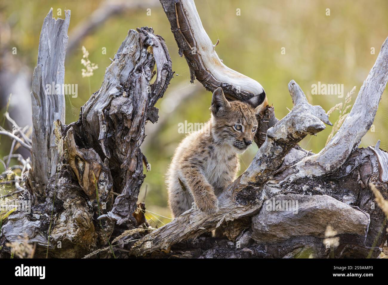 One young (10 weeks old) male Eurasian lynx, (Lynx lynx), stands ...
