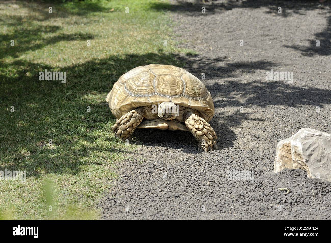 The creeping turtle in nature Stock Photo - Alamy