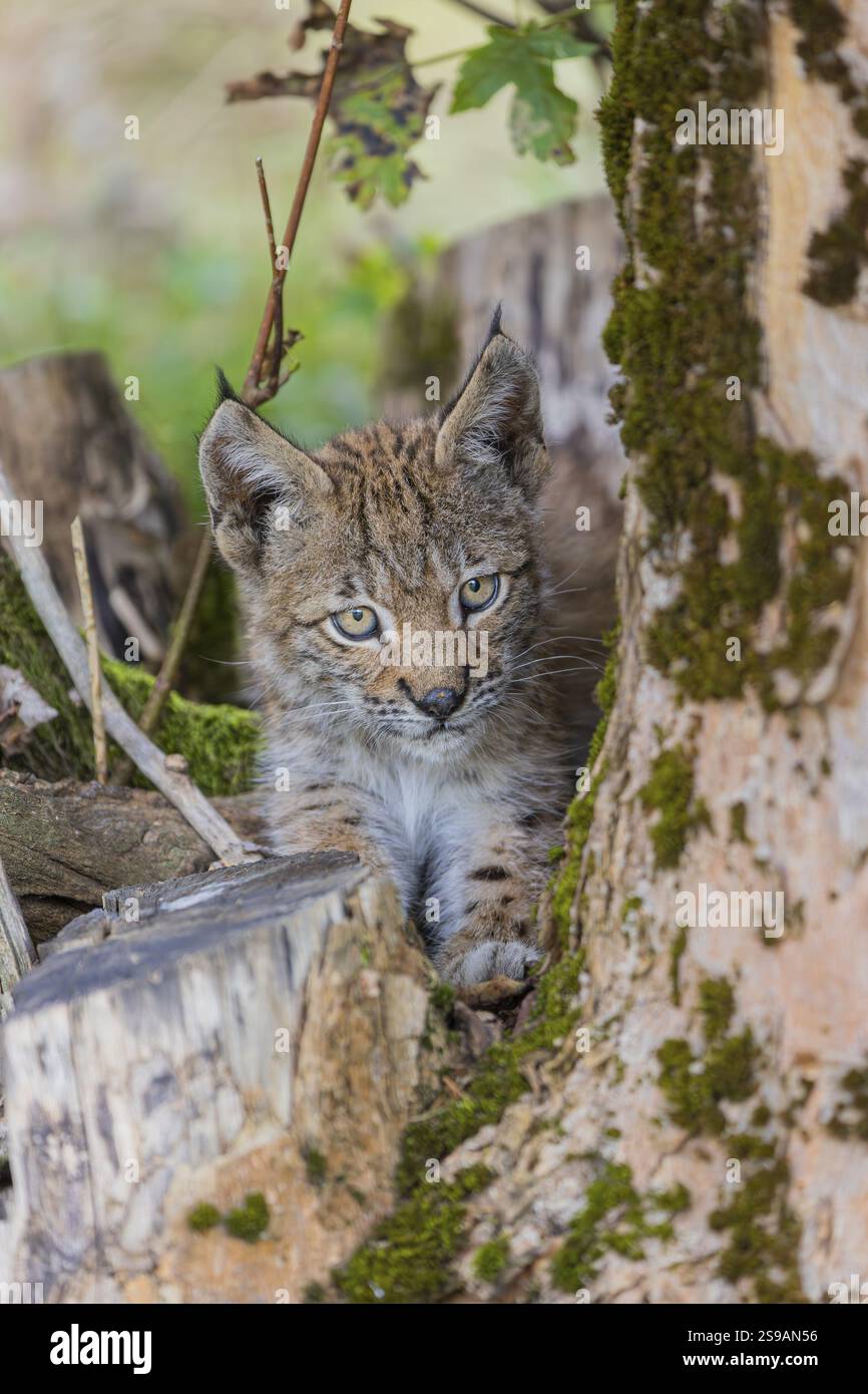 One young (10 weeks old) male Eurasian lynx, (Lynx lynx), resting in a ...
