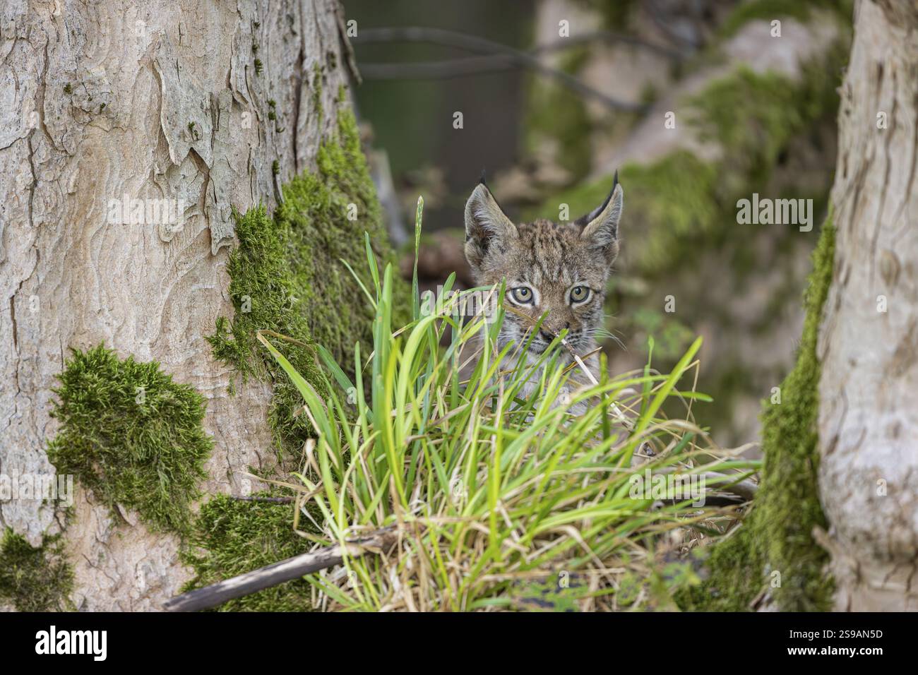 One young (10 weeks old) male Eurasian lynx, (Lynx lynx), resting and ...