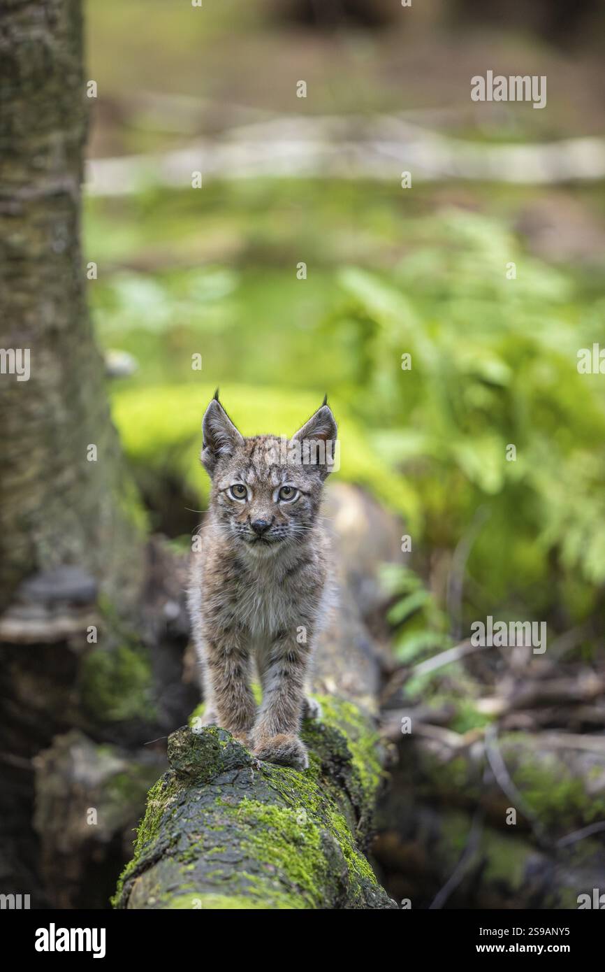 One young (10 weeks old) male Eurasian lynx, (Lynx lynx), crossing a ...