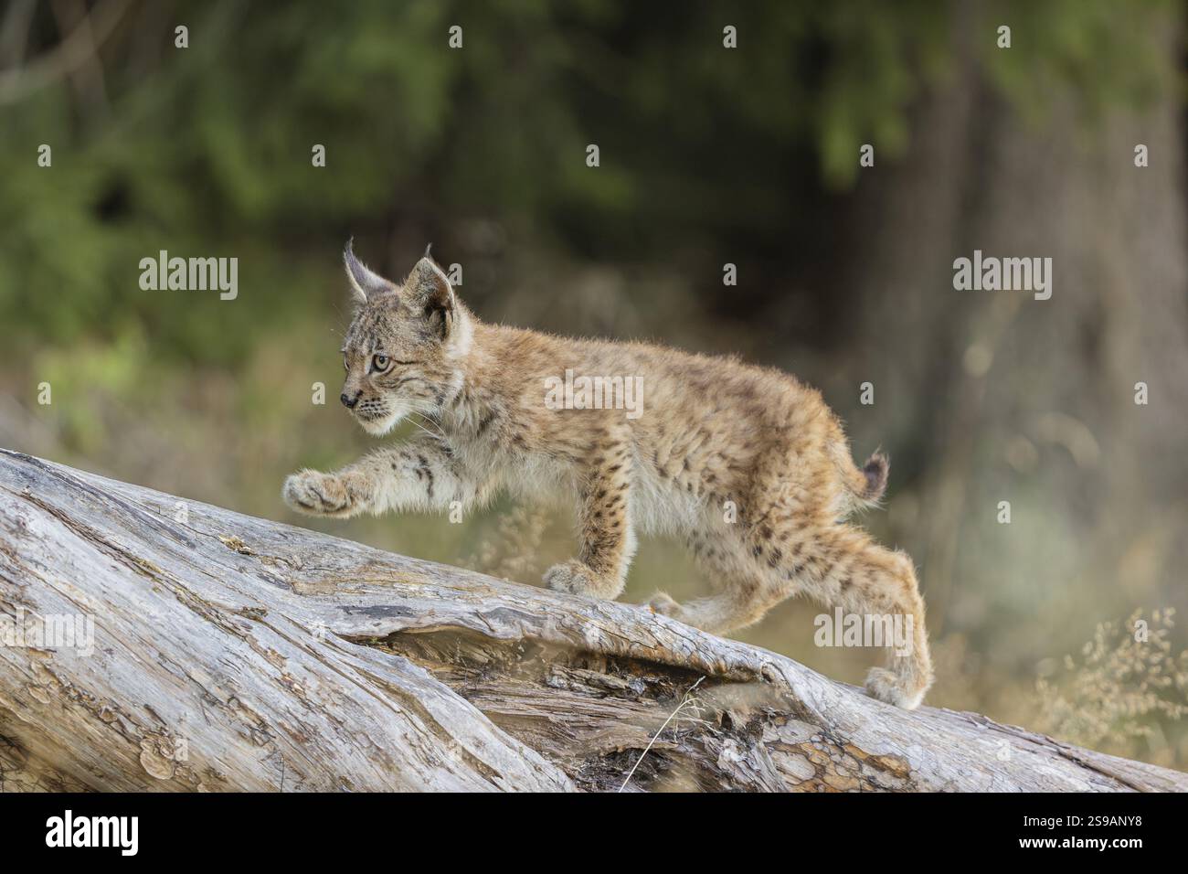 One young (10 weeks old) male Eurasian lynx, (Lynx lynx), walking over ...
