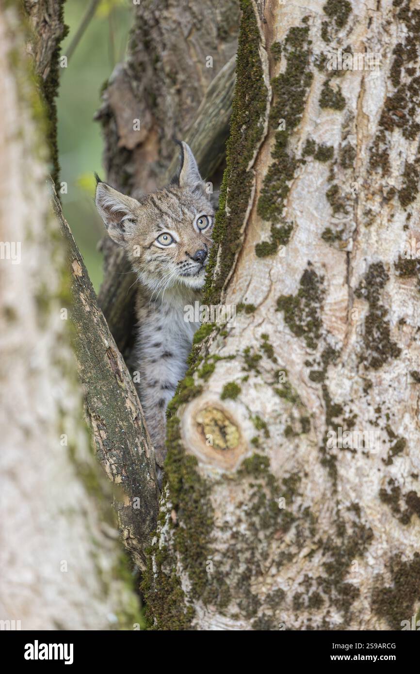 One young (10 weeks old) male Eurasian lynx, (Lynx lynx), climbing in a ...