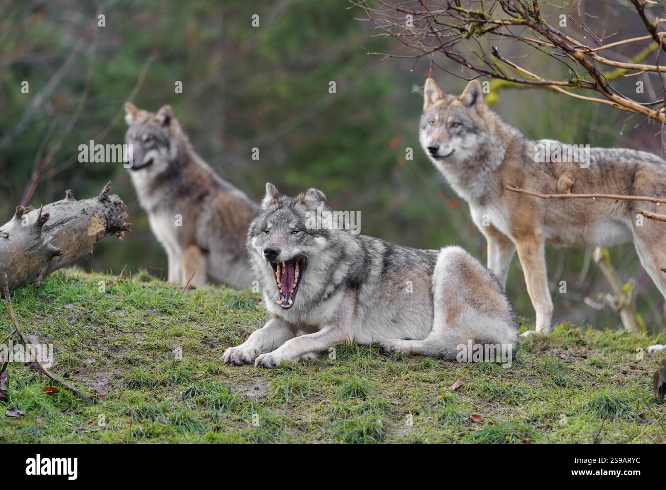 Three grey wolves (Canis lupus lupus), an adult female and a male as ...