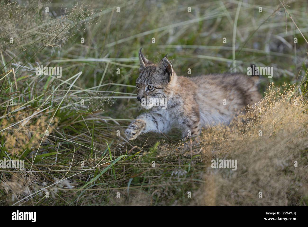 One young (10 weeks old) male Eurasian lynx, (Lynx lynx), walking ...