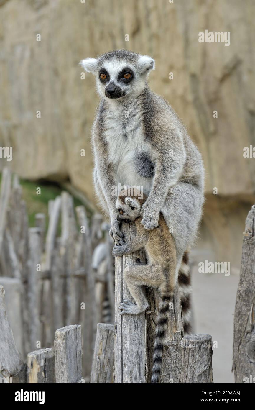 Madagascar's ring-tailed lemur with the little baby on its back ...