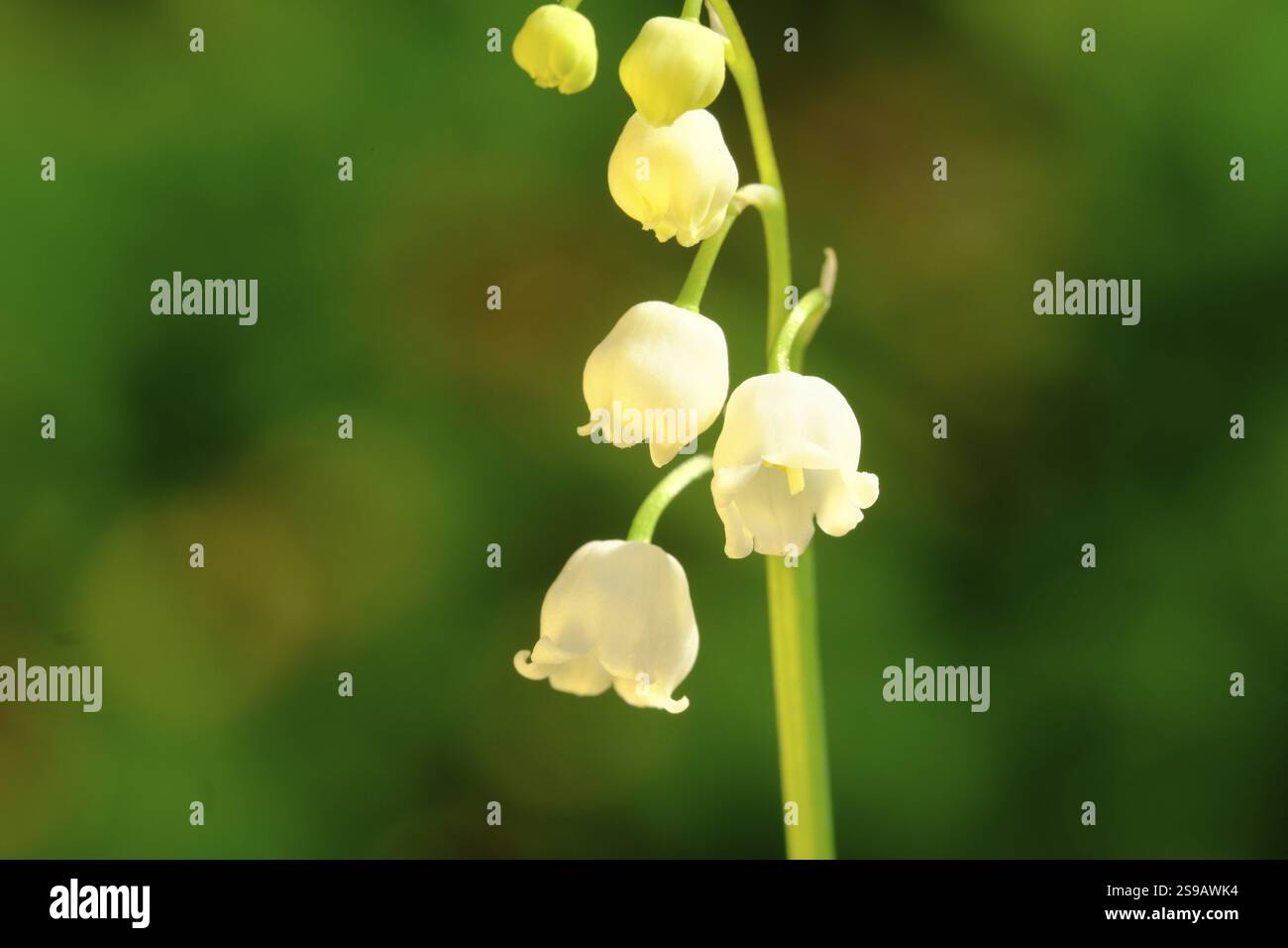 Lily of the valley (Convallaria majalis), order Asparagales, family ...