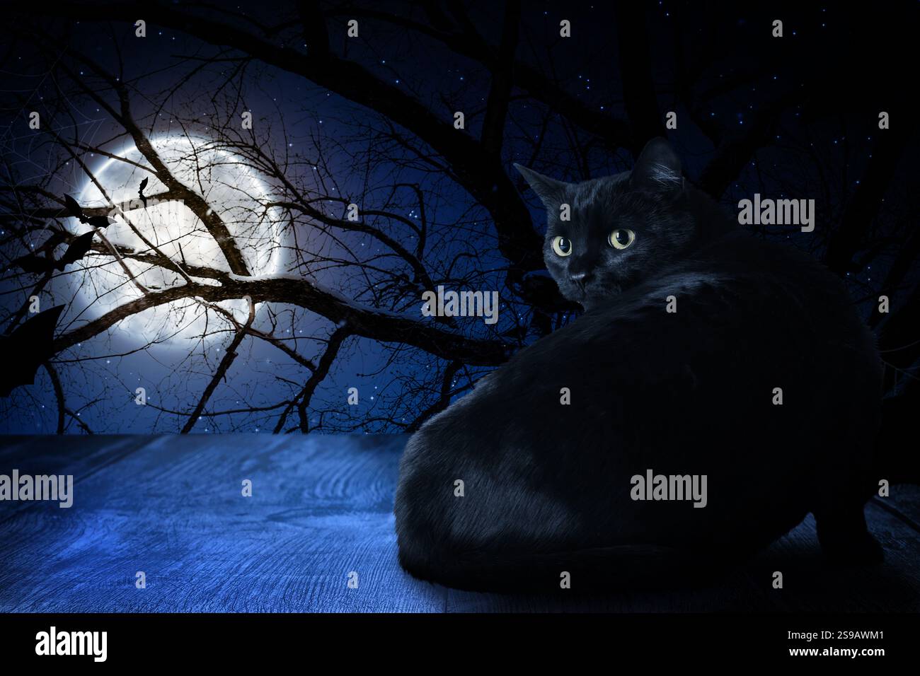 Creepy black cat and bats in forest at night under full moon light ...