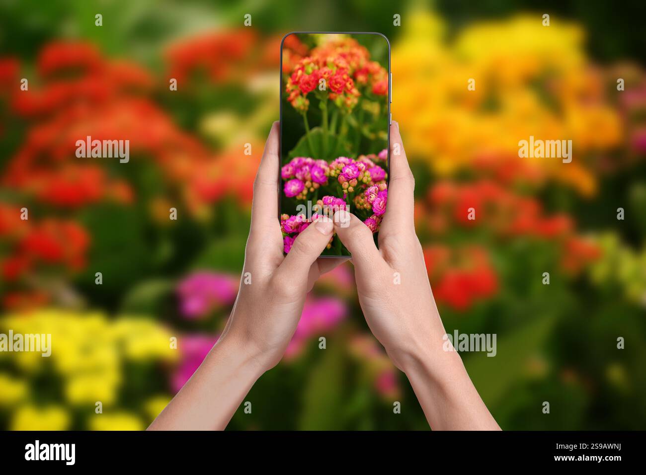 Plant identifier application. Woman taking photo of flowers outdoors ...