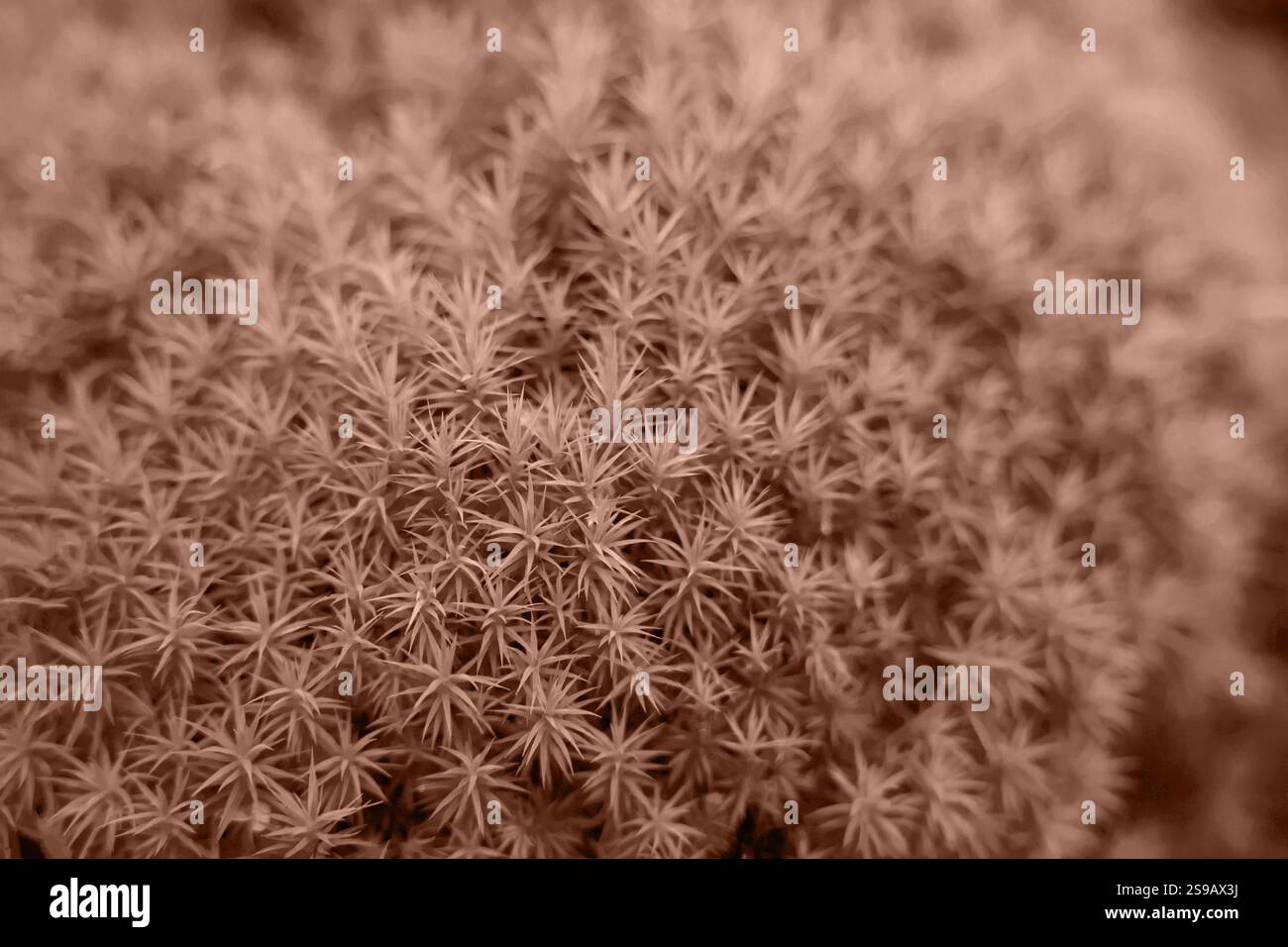 Beautiful moss, toned in mocha mousse shade. Color of 2025 year Stock ...