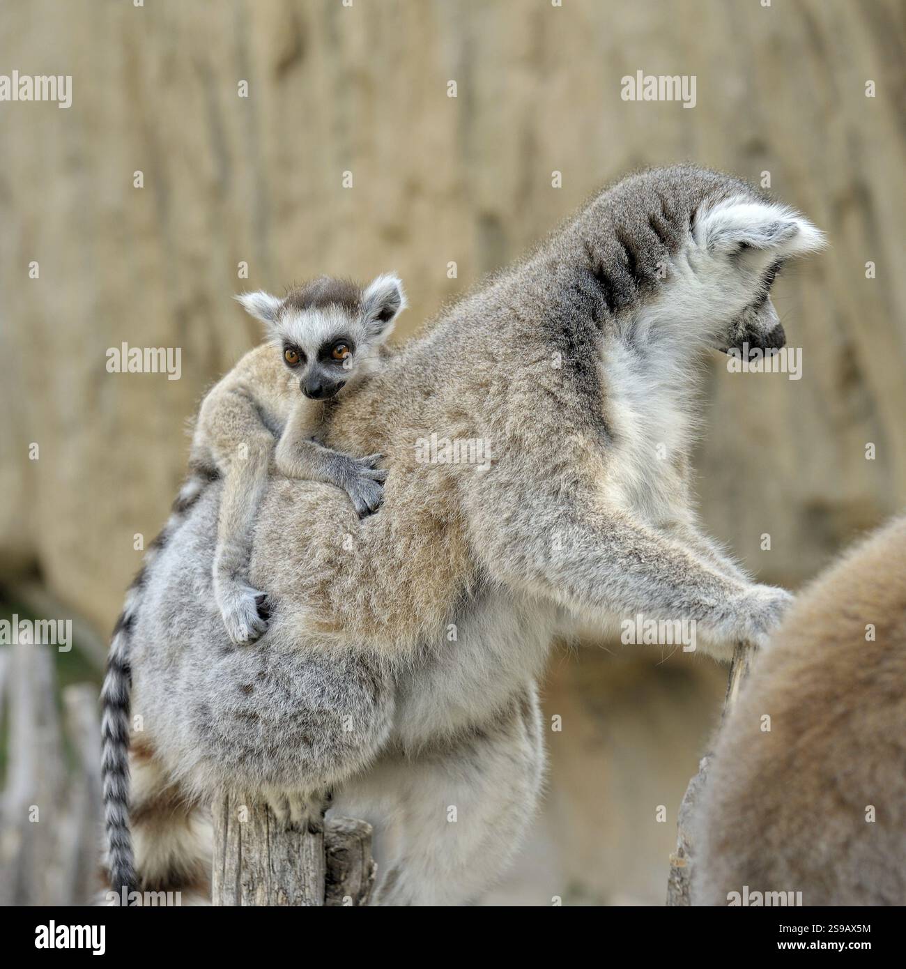 Madagascar's ring-tailed lemur with the little baby on its back ...