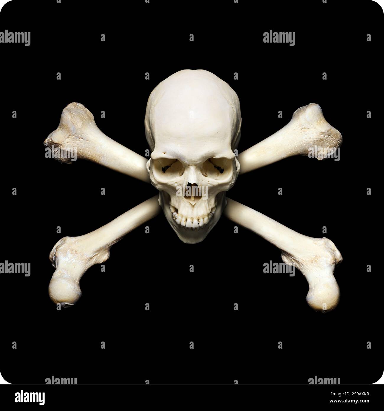 Real human skull with crossed bones, ST. Petersburg, Russia, Europe ...