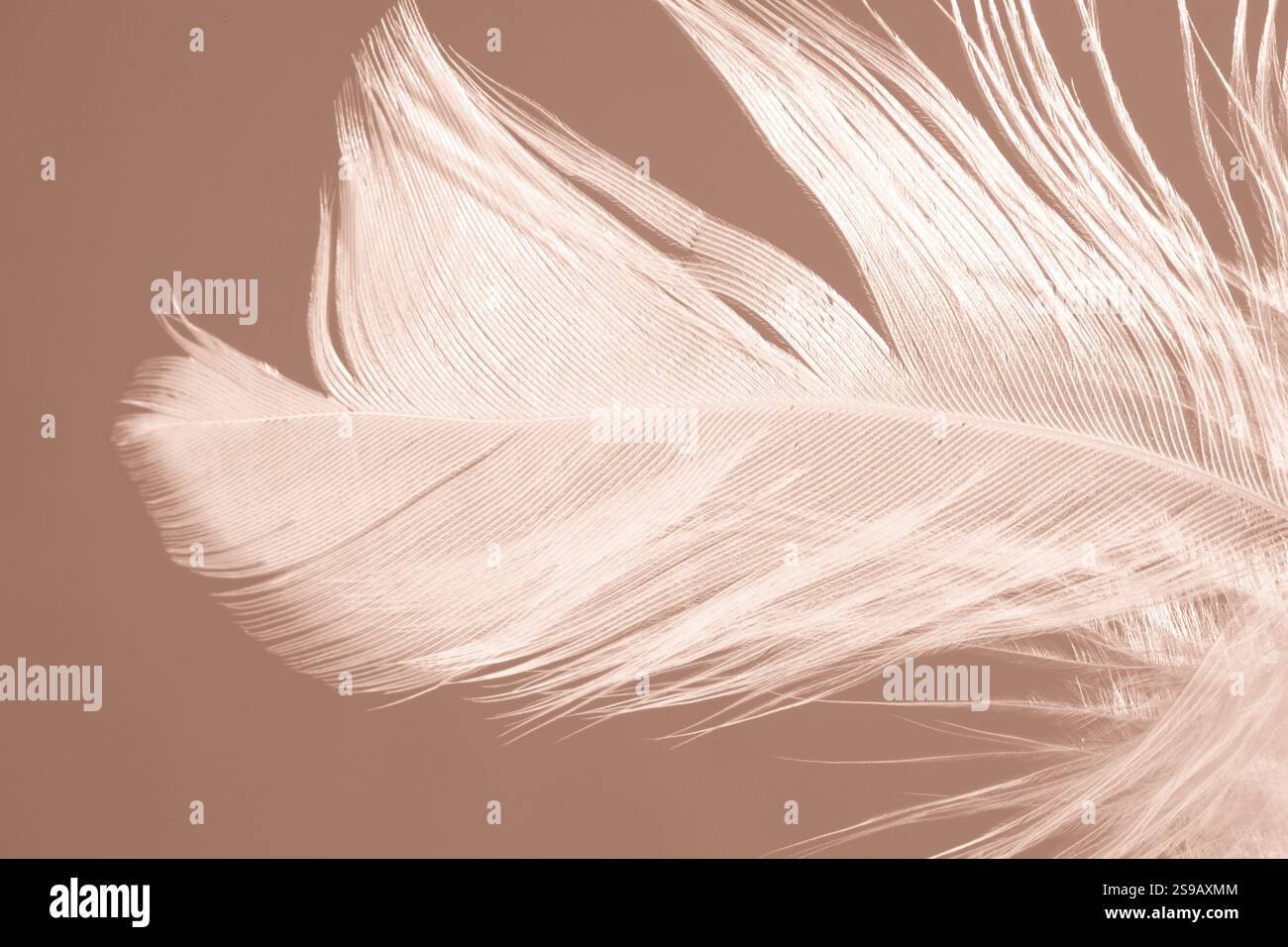 Beige feather on mocha mousse shade background, closeup. Trendy color ...