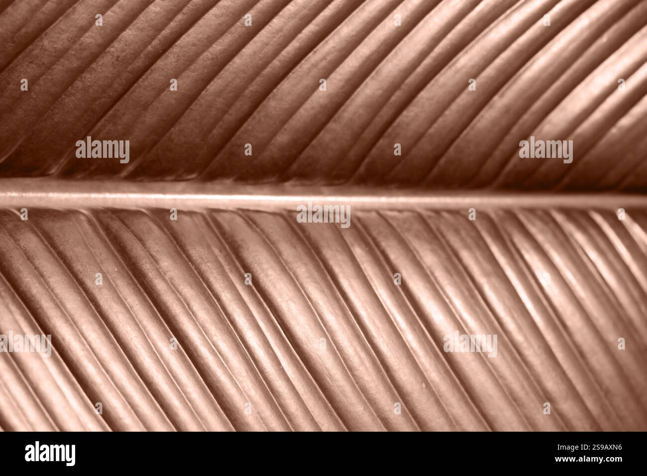 Leaf of plant in mocha mousse color, closeup. Trendy color of 2025 year ...