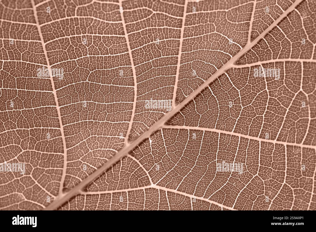 Leaf of plant in mocha mousse color, closeup. Trendy color of 2025 year ...