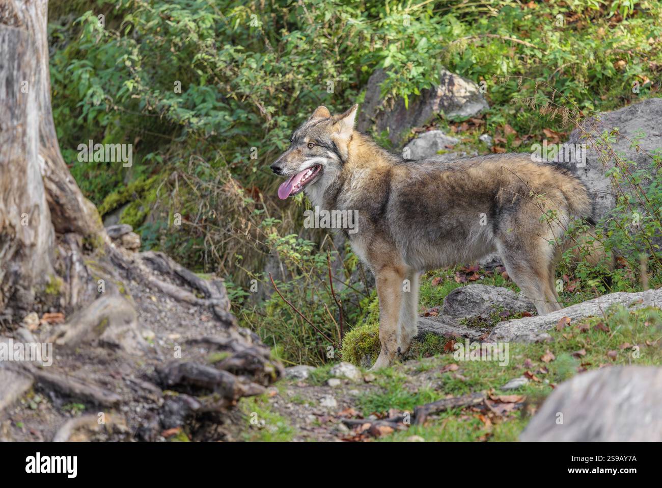 A young eurasian grey wolf (Canis lupus lupus) runs across a steep ...