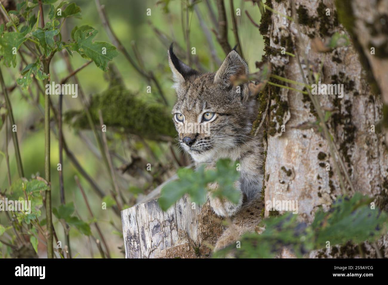One young (10 weeks old) male Eurasian lynx, (Lynx lynx), resting in a ...