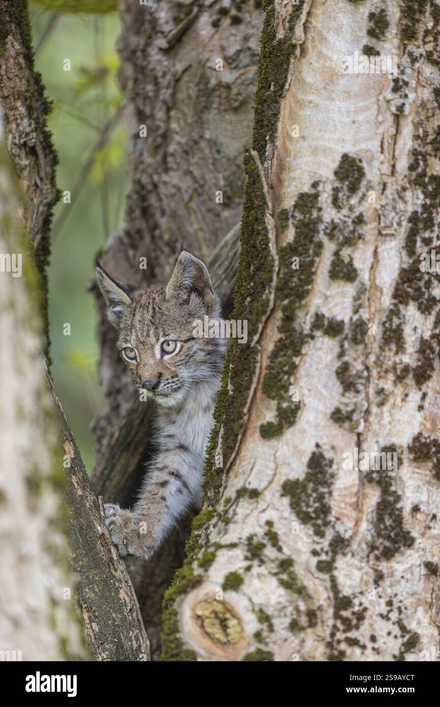 One young (10 weeks old) male Eurasian lynx, (Lynx lynx), climbing in a ...