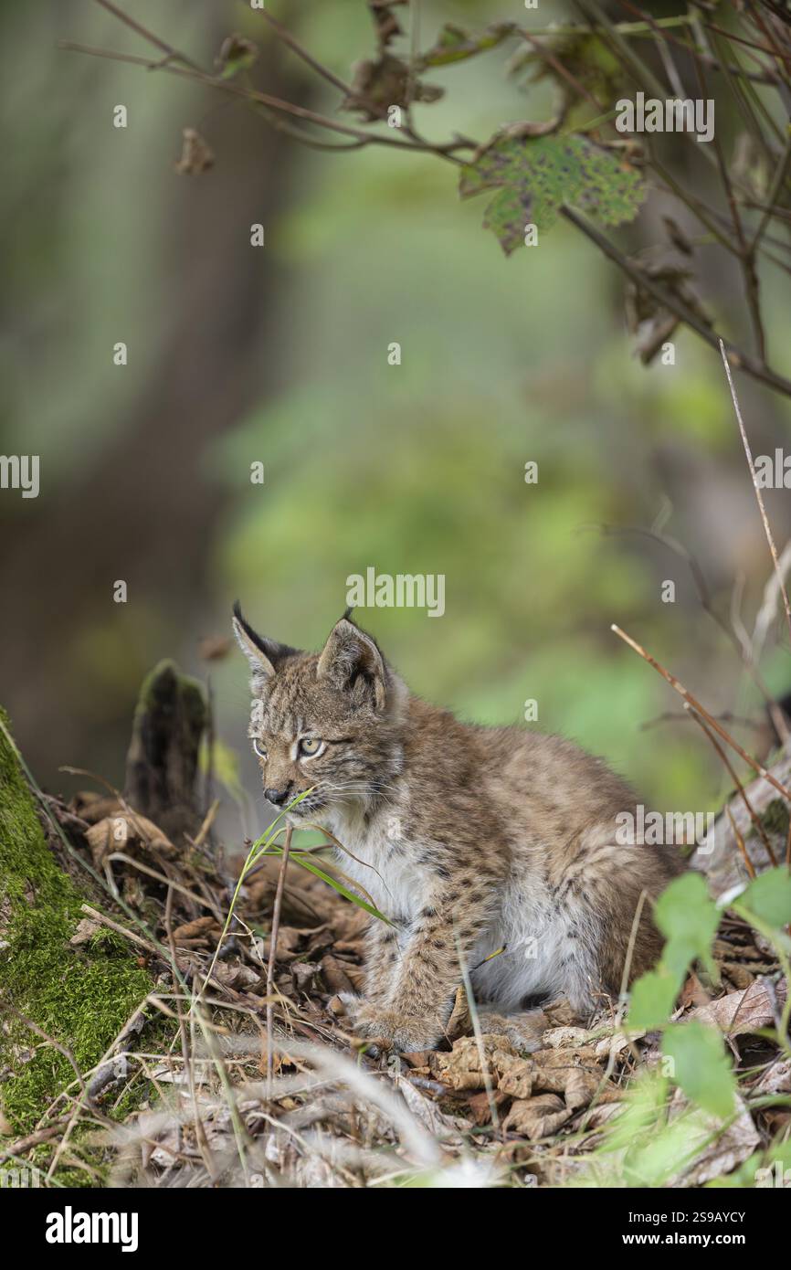 One young (10 weeks old) male Eurasian lynx, (Lynx lynx), sitting on ...