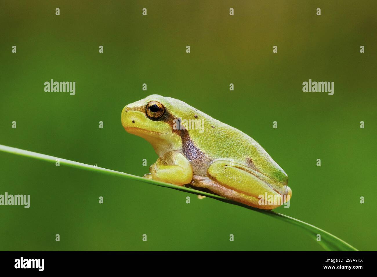 Tree frog, Hyla arborea, suborder Neobatrachia, tree frogs (Arboranae ...