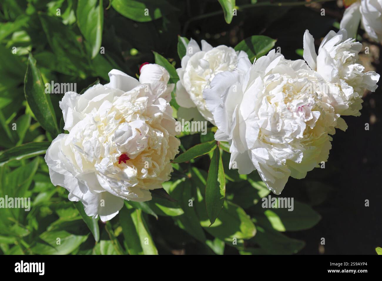 Large beautiful white bulb. Sunlight Stock Photo - Alamy