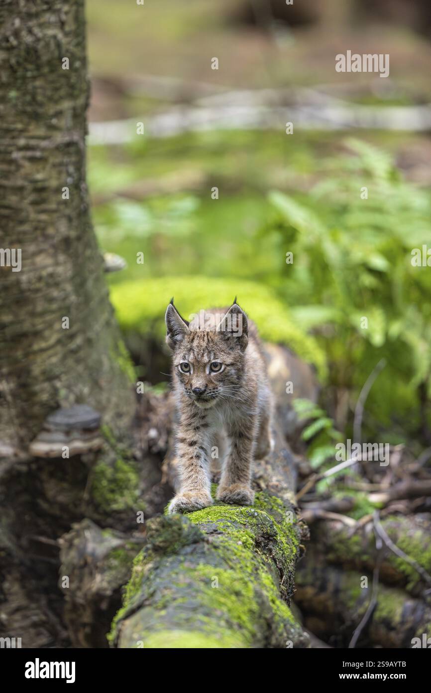 One young (10 weeks old) male Eurasian lynx, (Lynx lynx), crossing a ...