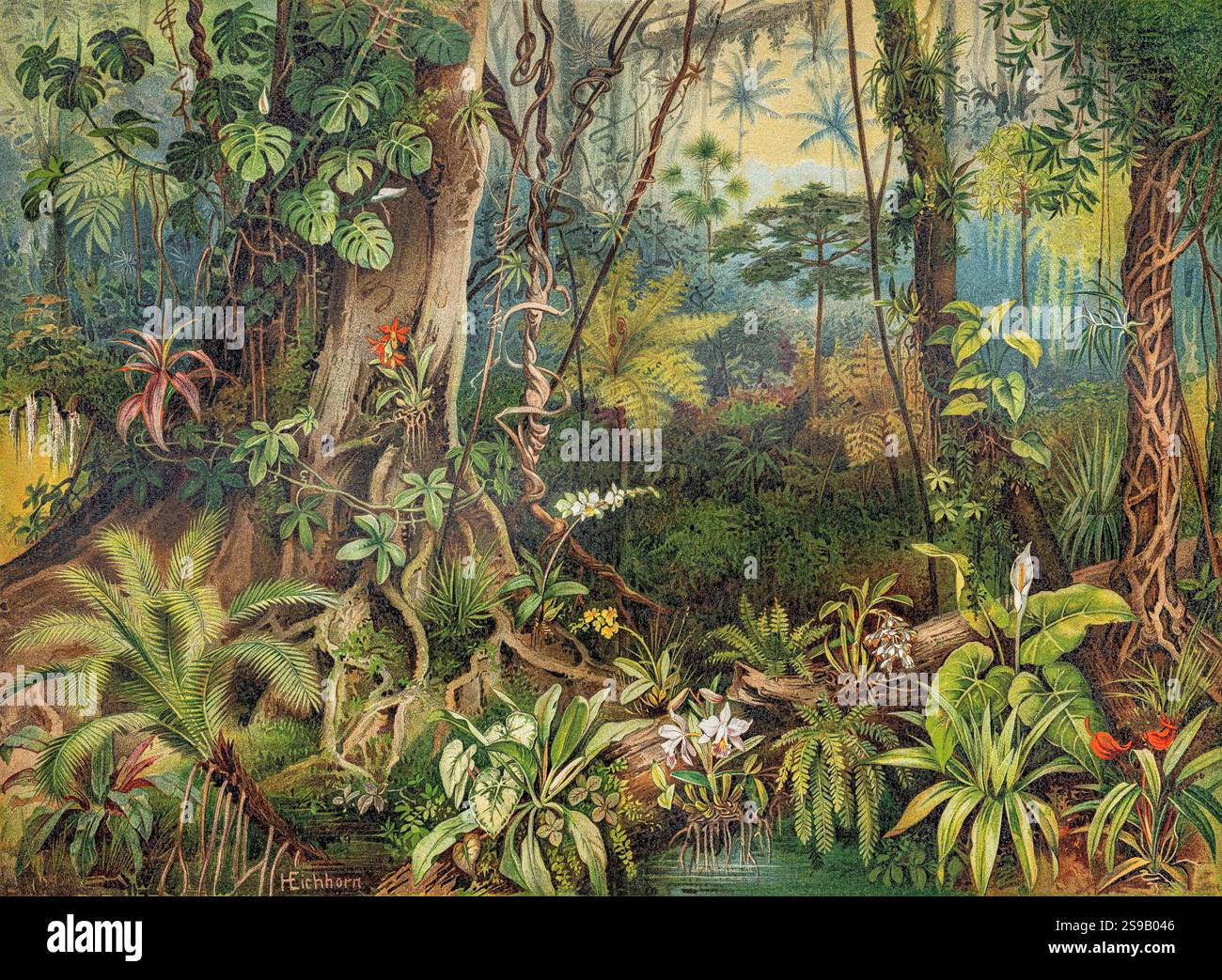 Exotic plants of the rainforest. Hand-drawn illustration from Meyers ...