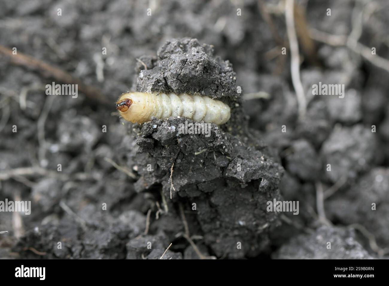 Longhorn beetle, long-horned beetle, Dorcadion fulvum. Dead imago in a ...