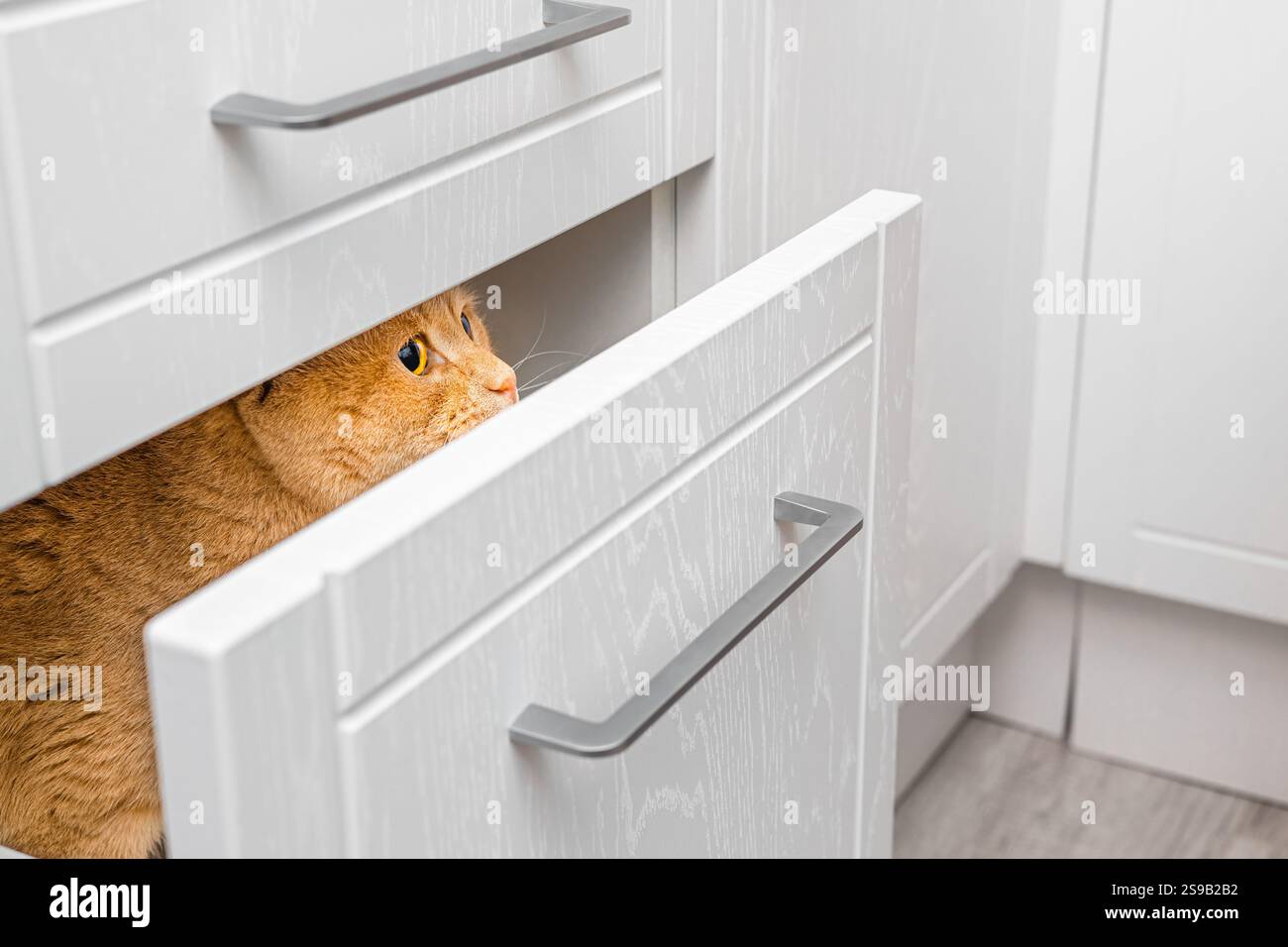 ginger cat hiding in kitchen cabinet drawer. the cat hides from people ...