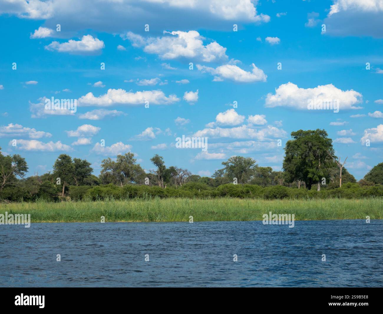 The beautiful Okavango River with many trees on the river bank. Seen on a river cruise. Close to ...