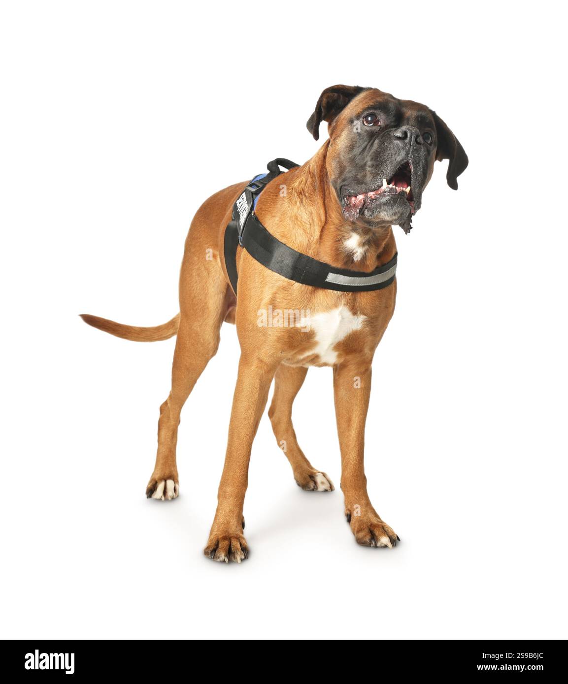 Cute service dog in vest on white background Stock Photo - Alamy