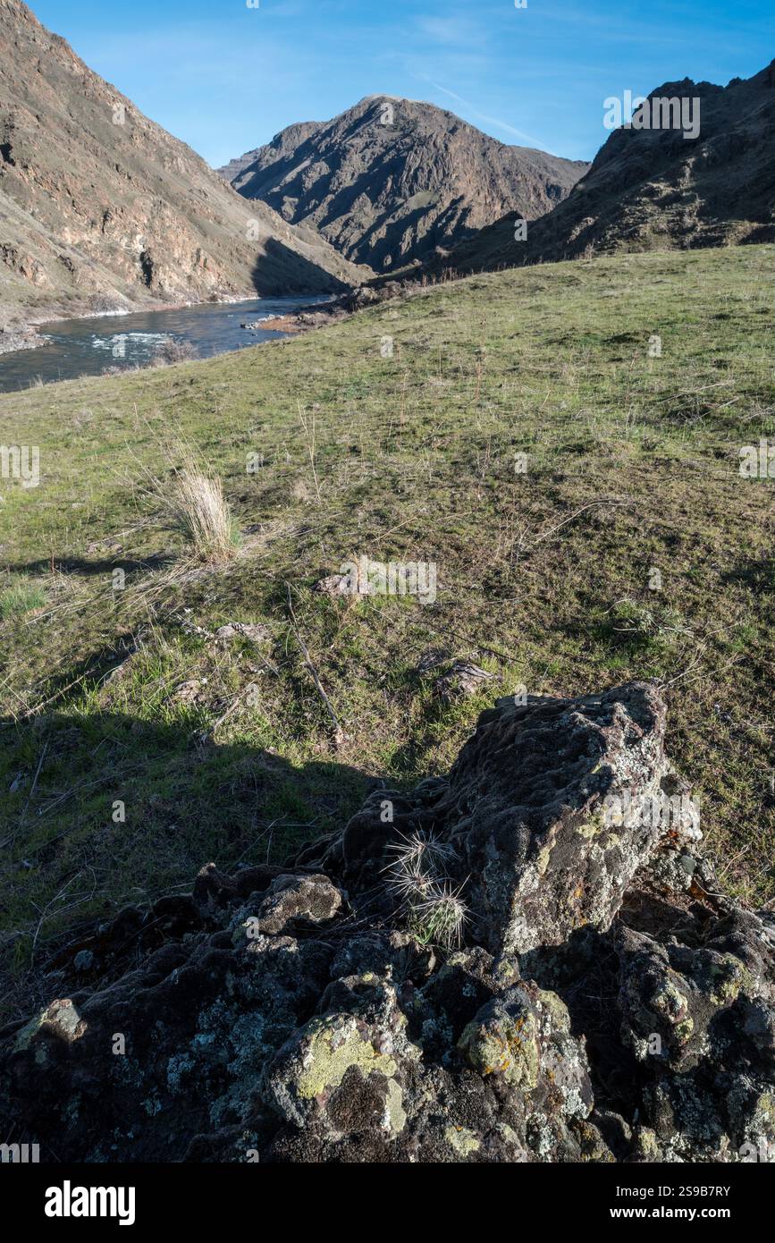 Cactus on the Oregon side of Hells Canyon Stock Photo - Alamy