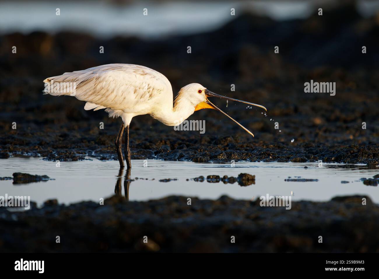 Eurasian or Common spoonbill Platalea leucorodia wading bird of ibis ...